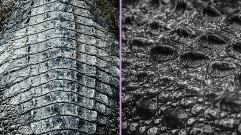 Alligator vs Crocodile: All Differences From Appearance to Behavior ...