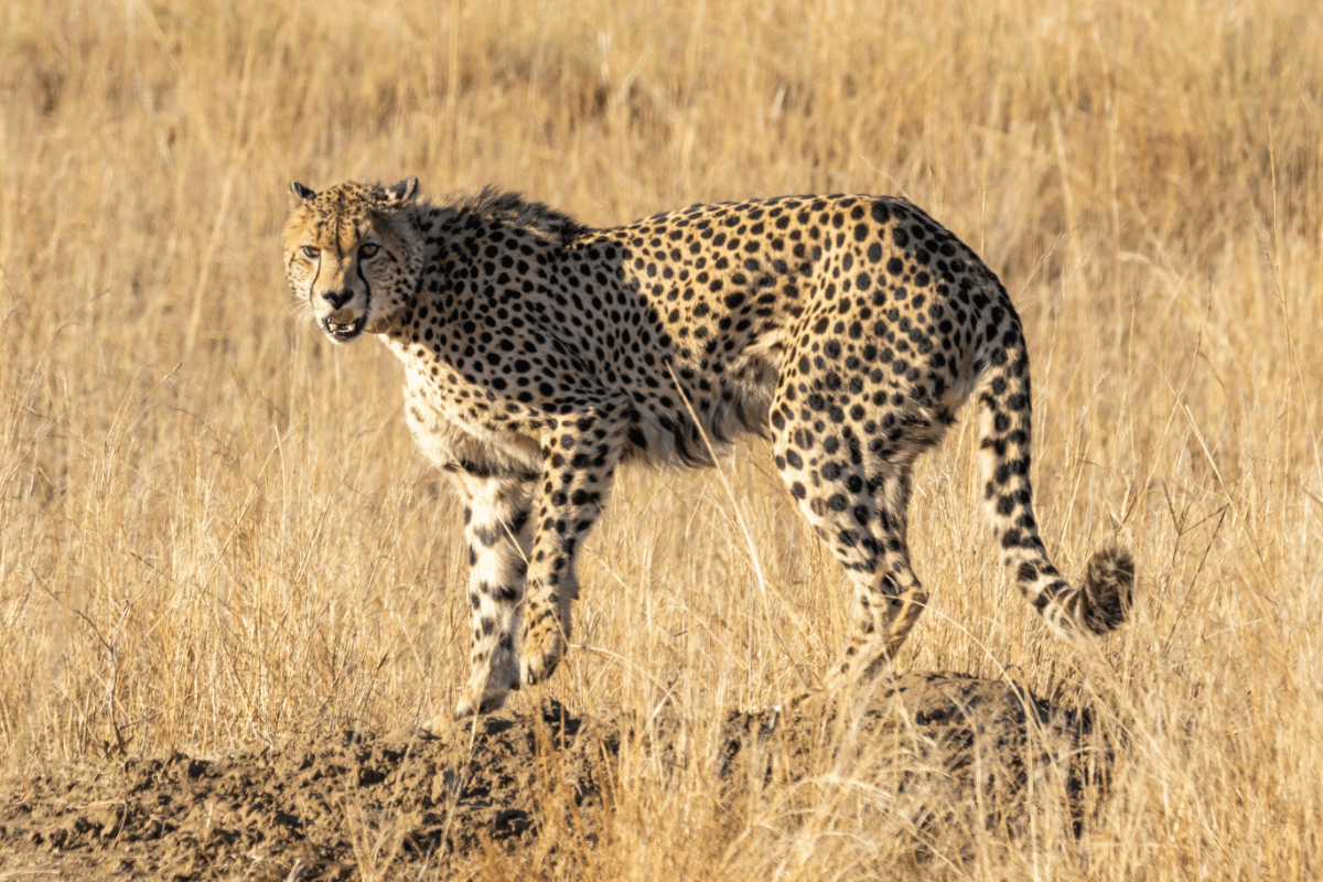 The Top 10 Largest Cat Species in the World (Biggest Feline Species ...