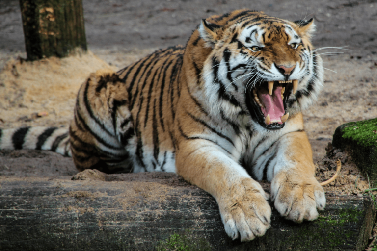 The Top 10 Largest Cat Species in the World (Biggest Feline Species ...