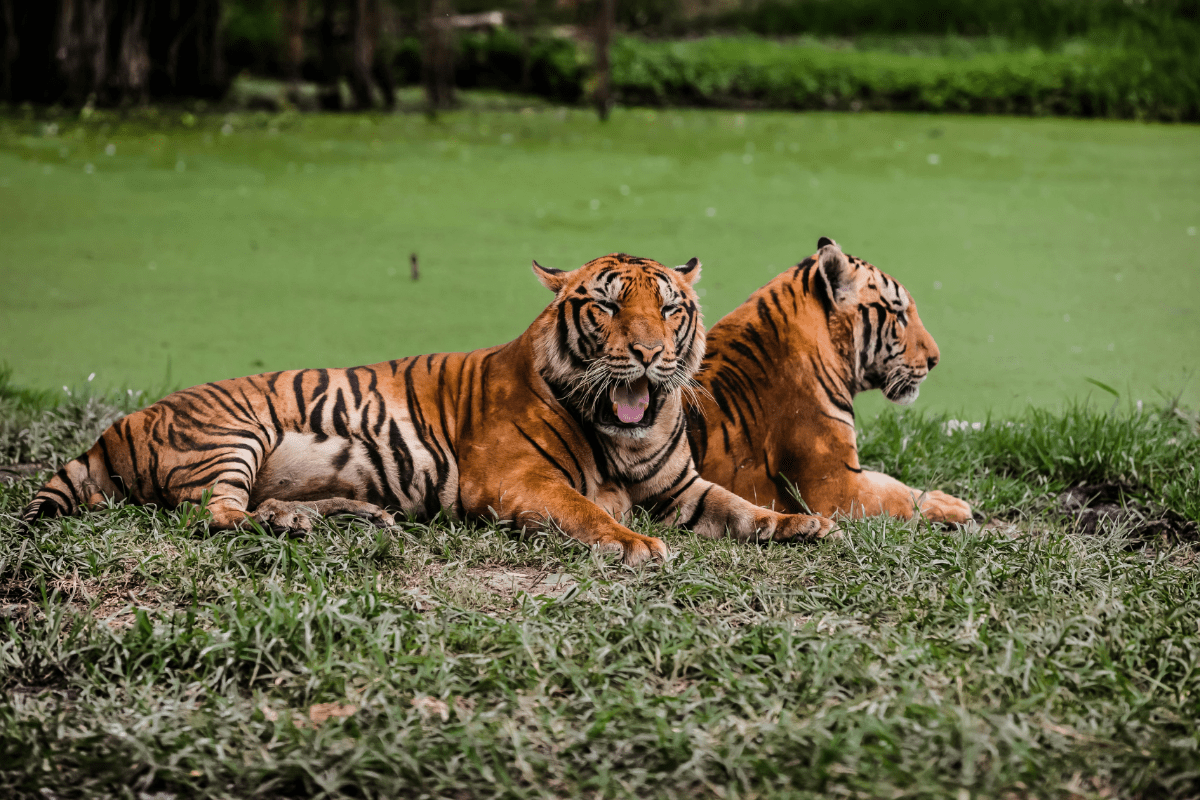 The Top 10 Largest Cat Species in the World (Biggest Feline Species ...