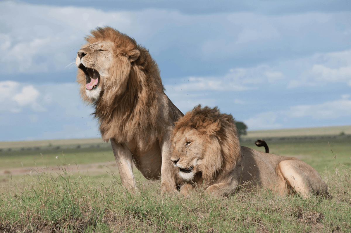 The Top 10 Largest Cat Species in the World (Biggest Feline Species ...