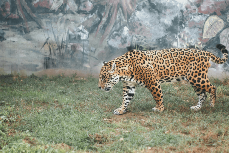 The Top 10 Largest Cat Species in the World (Biggest Feline Species ...
