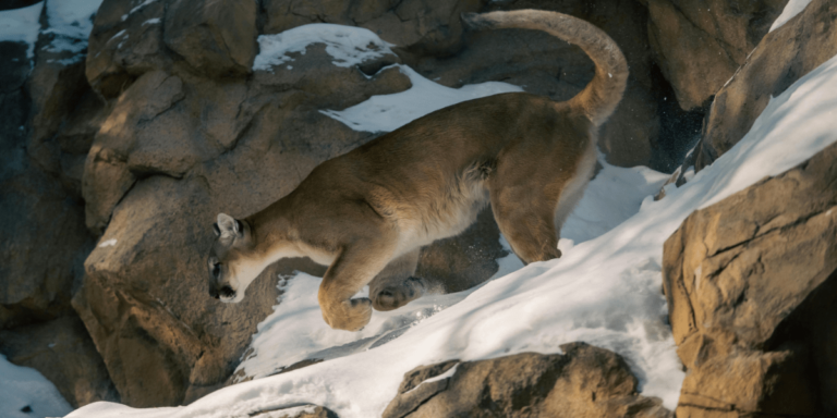 The Top 10 Largest Cat Species in the World (Biggest Feline Species ...