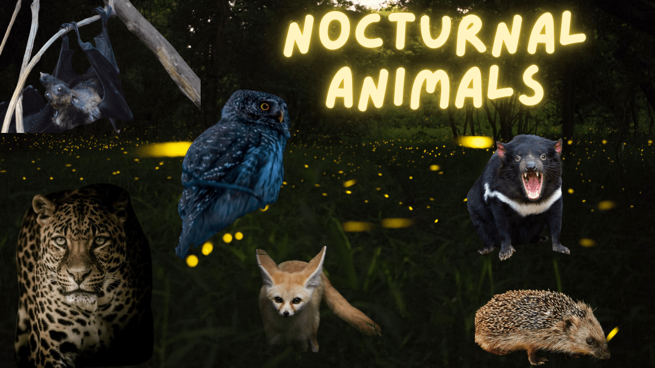 Nocturnal - primalwildlife.com
