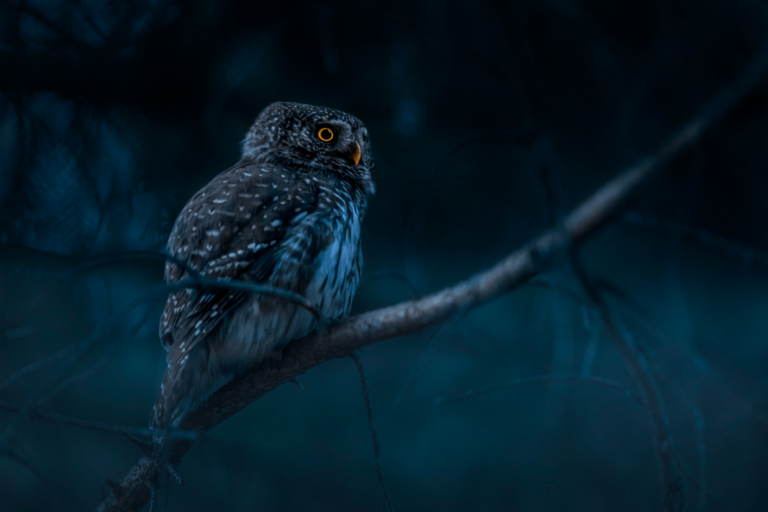 Nocturnal Animals: 37 Unique Species That Thrive Under the Cover of ...