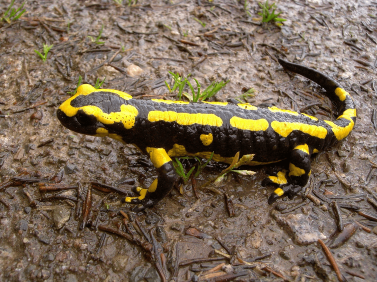 Nocturnal Animals: 37 Unique Species That Thrive Under the Cover of ...