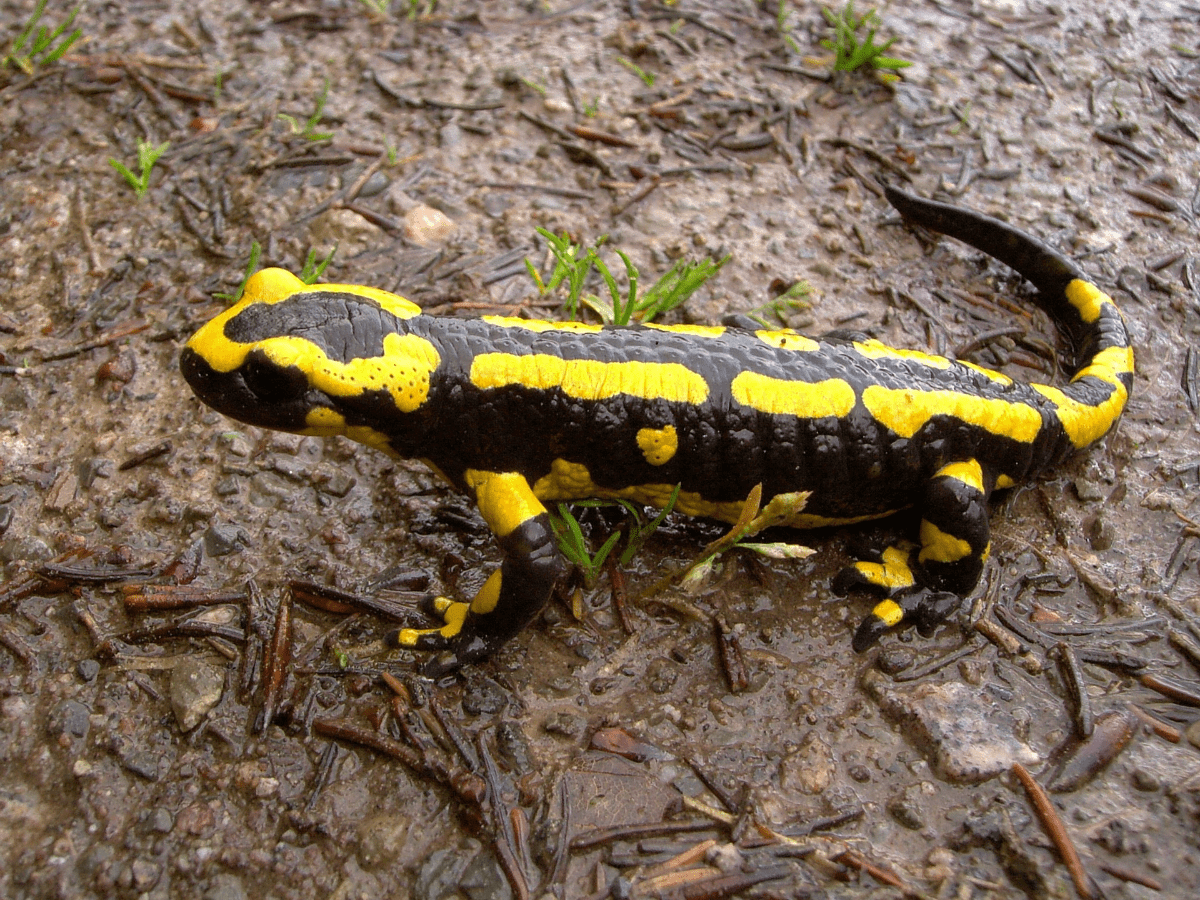 Nocturnal Animals: 37 Unique Species That Thrive Under the Cover of ...