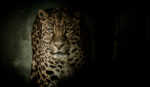 Nocturnal Animals: 37 Unique Species That Thrive Under the Cover of ...