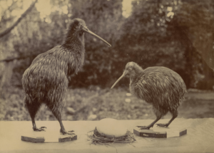 Nocturnal Animals: 37 Unique Species That Thrive Under the Cover of ...