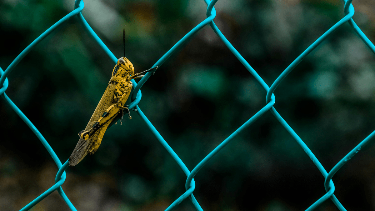 Nocturnal Animals: 37 Unique Species That Thrive Under the Cover of ...