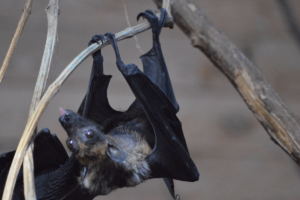 Nocturnal Animals: 37 Unique Species That Thrive Under the Cover of ...