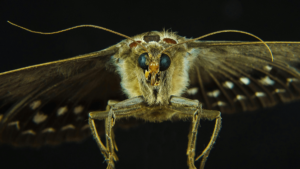 Nocturnal Animals: 37 Unique Species That Thrive Under the Cover of ...