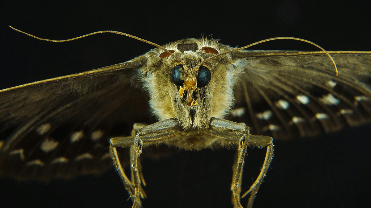 Nocturnal Animals: 37 Unique Species That Thrive Under the Cover of ...