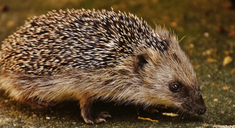 Nocturnal Animals: 37 Unique Species That Thrive Under the Cover of ...