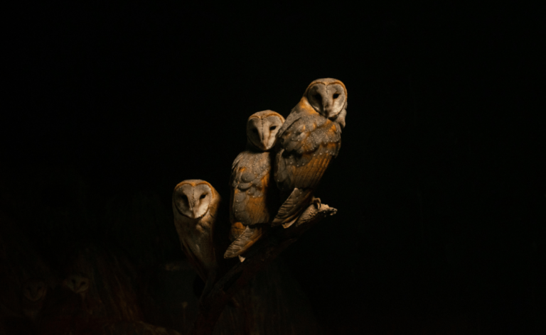 Nocturnal Animals: 37 Unique Species That Thrive Under the Cover of ...