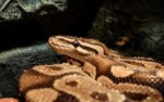 Nocturnal Animals: 37 Unique Species That Thrive Under the Cover of ...