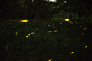 Nocturnal Animals: 37 Unique Species That Thrive Under the Cover of ...