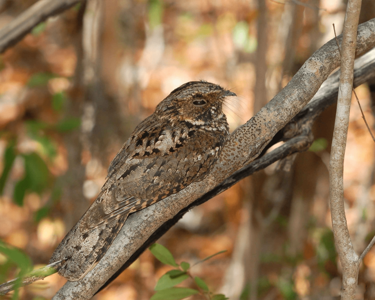 Nocturnal Animals: 37 Unique Species That Thrive Under the Cover of ...
