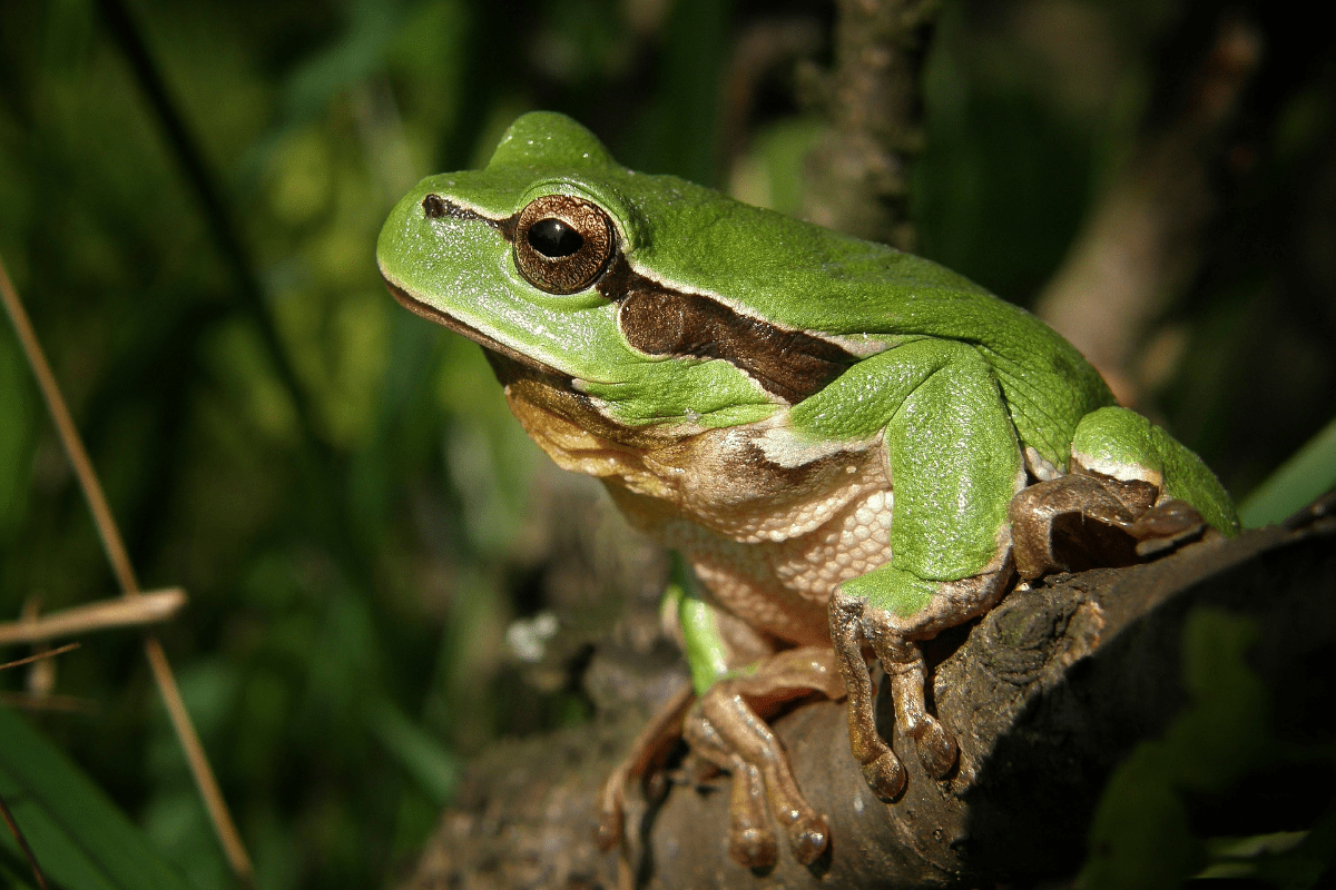 Nocturnal Animals: 37 Unique Species That Thrive Under the Cover of ...