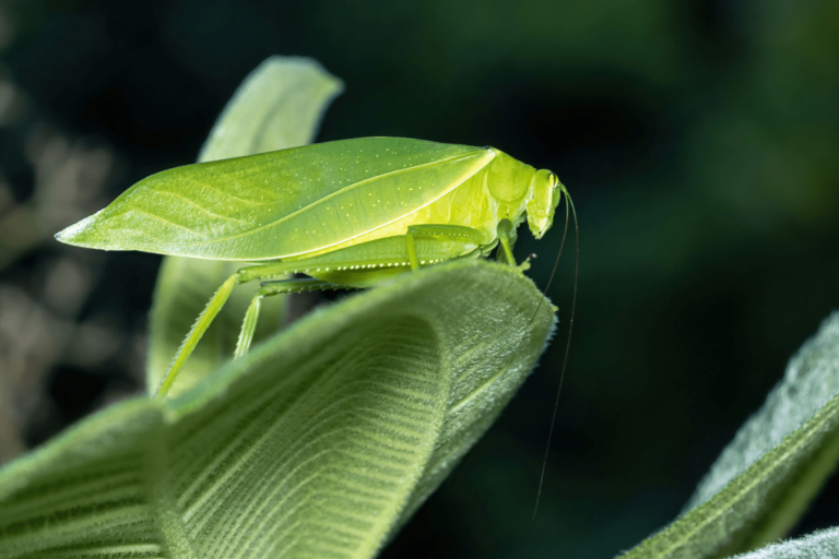 Nocturnal Animals: 37 Unique Species That Thrive Under the Cover of ...