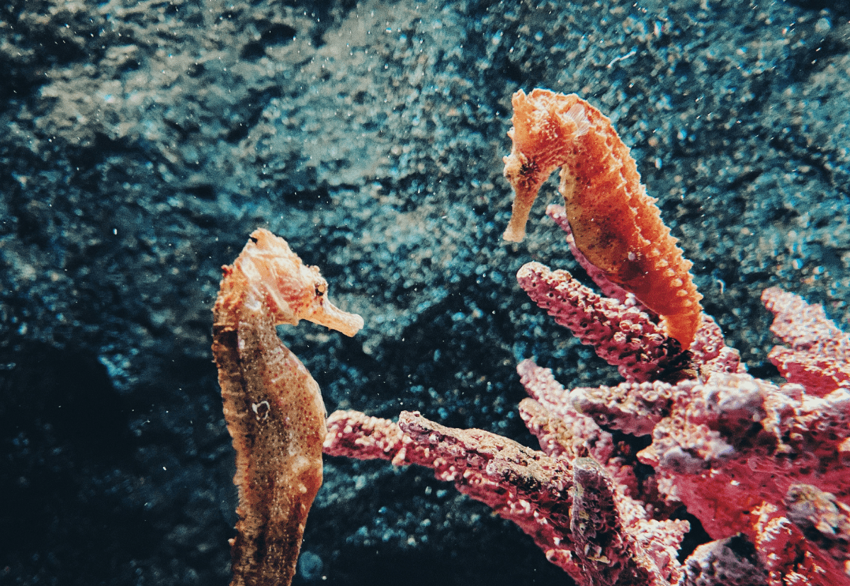 The Power of Love: Top 10 Animals That Mate for Life - primalwildlife.com
