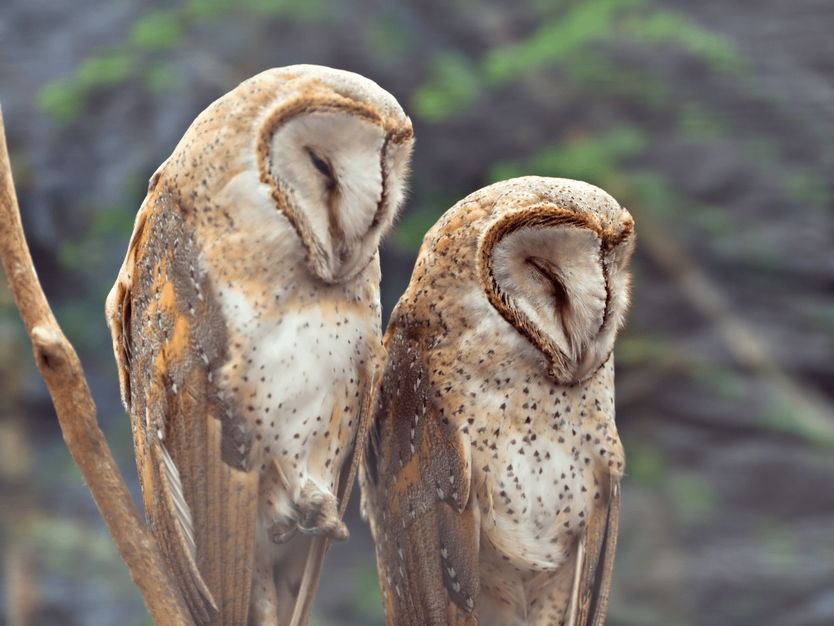 The Power of Love: Top 10 Animals That Mate for Life - primalwildlife.com