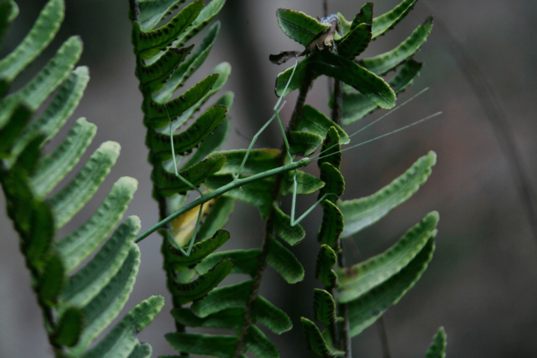 10 Camouflage Animals That Are Masters of Disguise in the Animal ...