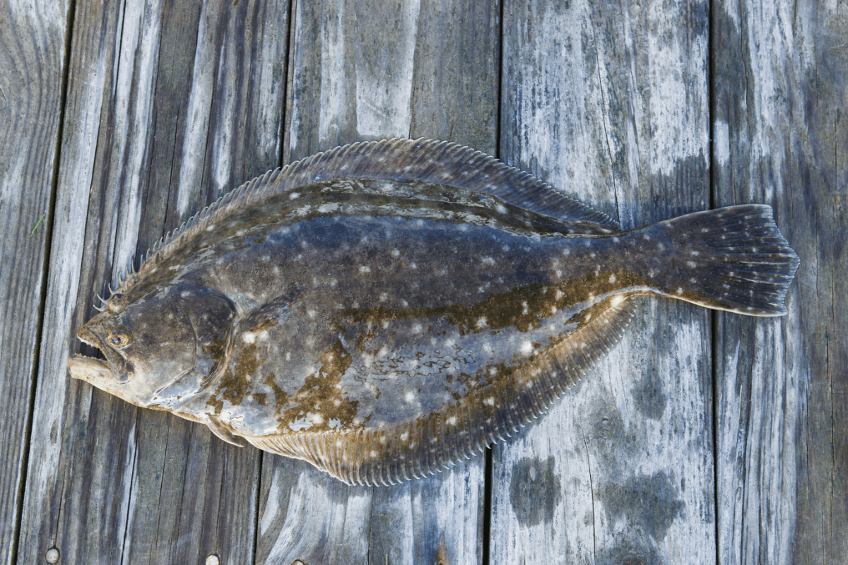 10 Camouflage Animals That Are Masters of Disguise in the Animal ...