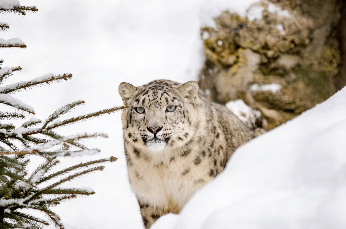 10 Camouflage Animals That Are Masters of Disguise in the Animal ...