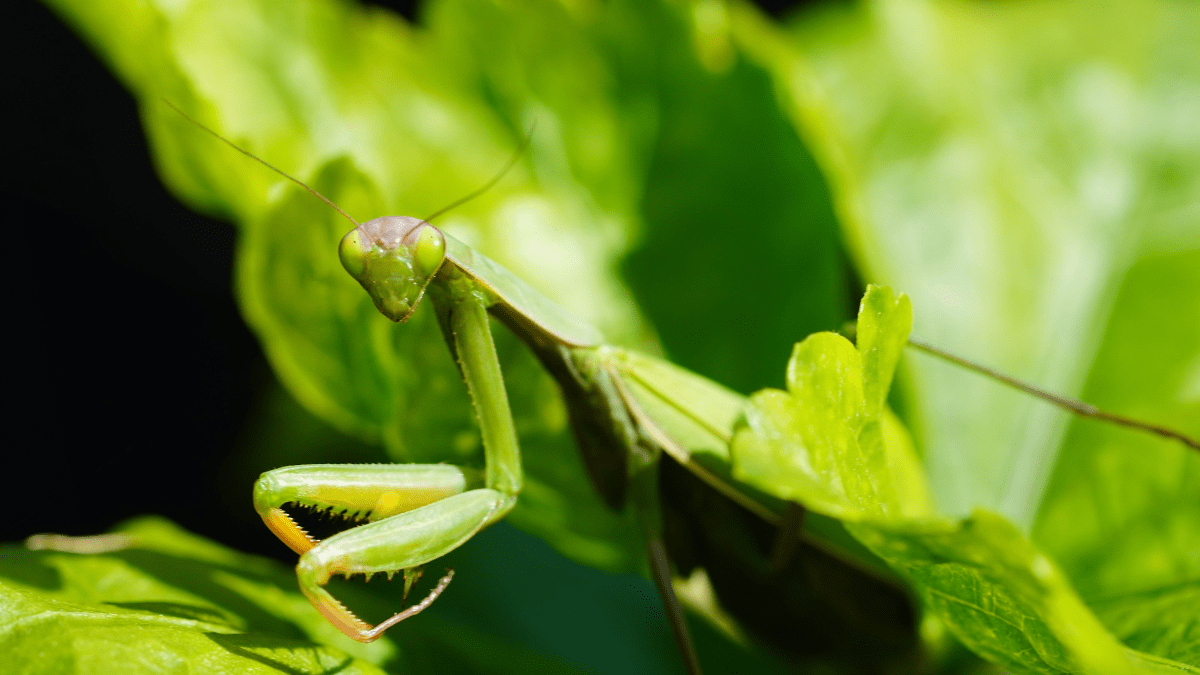 10 Camouflage Animals That Are Masters of Disguise in the Animal ...