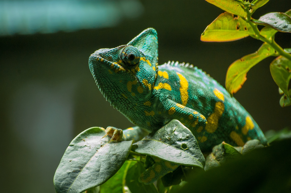 10 Camouflage Animals That Are Masters of Disguise in the Animal ...