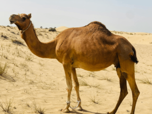How Do Camels Survive in the Desert? 8 Amazing Facts You Need to Know ...