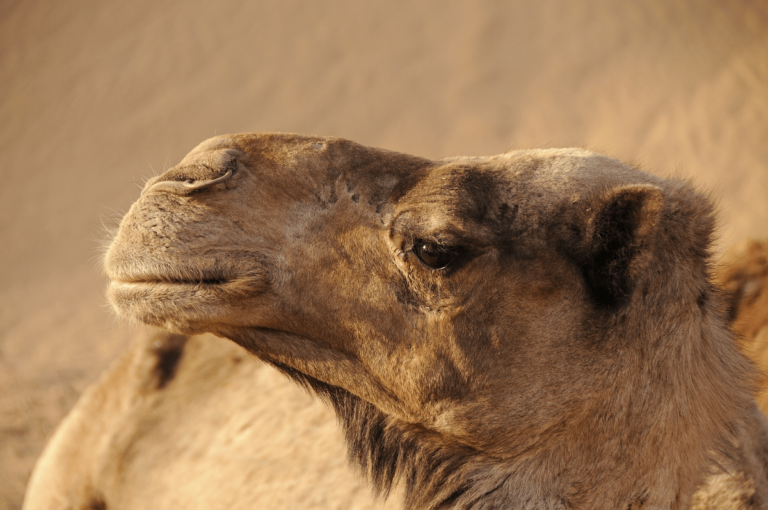 How Do Camels Survive in the Desert? 8 Amazing Facts You Need to Know ...