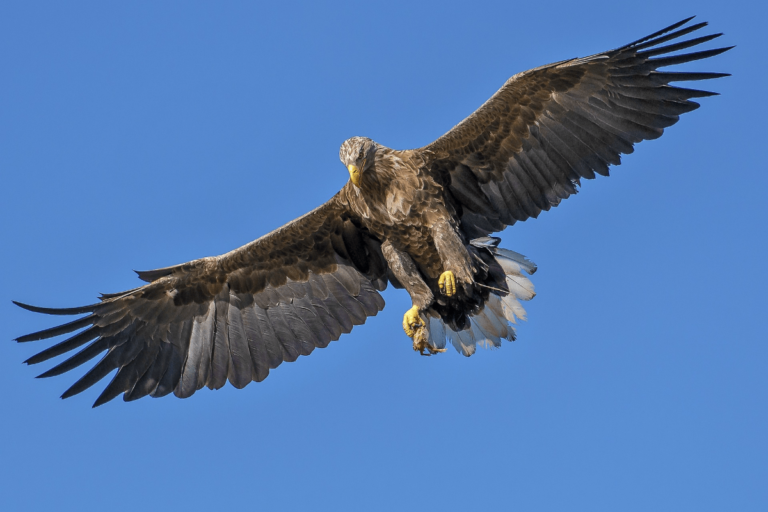 Eagle Strategies Explained: The Secrets Behind Their Hunting Techniques ...