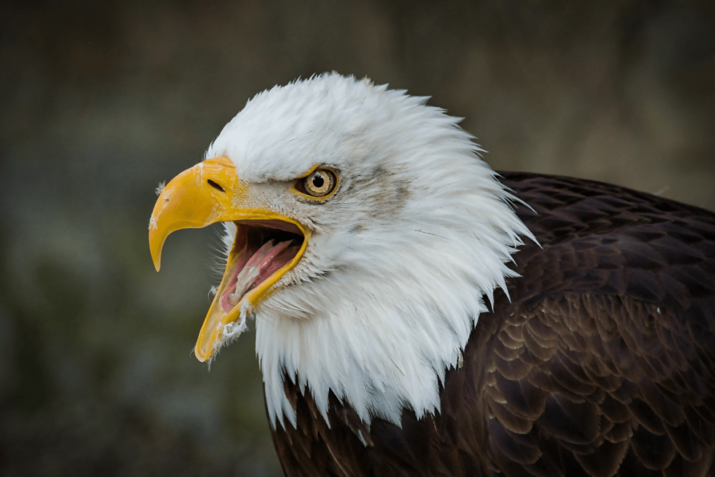 Eagle Strategies Explained: The Secrets Behind Their Hunting Techniques ...