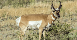 15 Fastest Animals You Need to Know: From the Skies to the Seas ...