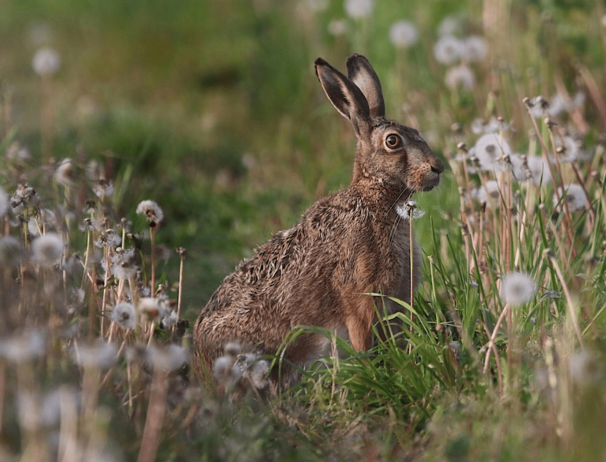 15 Fastest Animals You Need to Know: From the Skies to the Seas ...