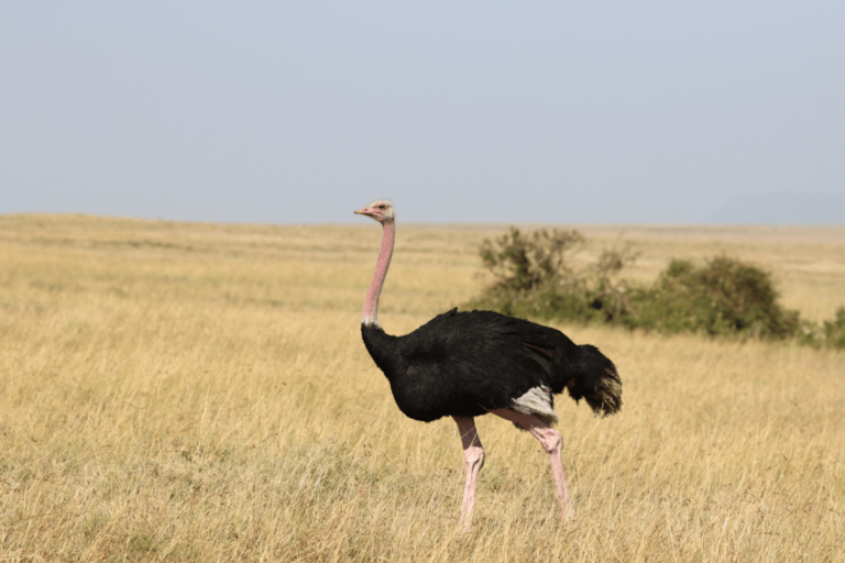 15 Fastest Animals You Need to Know: From the Skies to the Seas ...