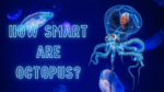 How Smart Are Octopuses? 10 Fascinating Traits That Highlight Their ...
