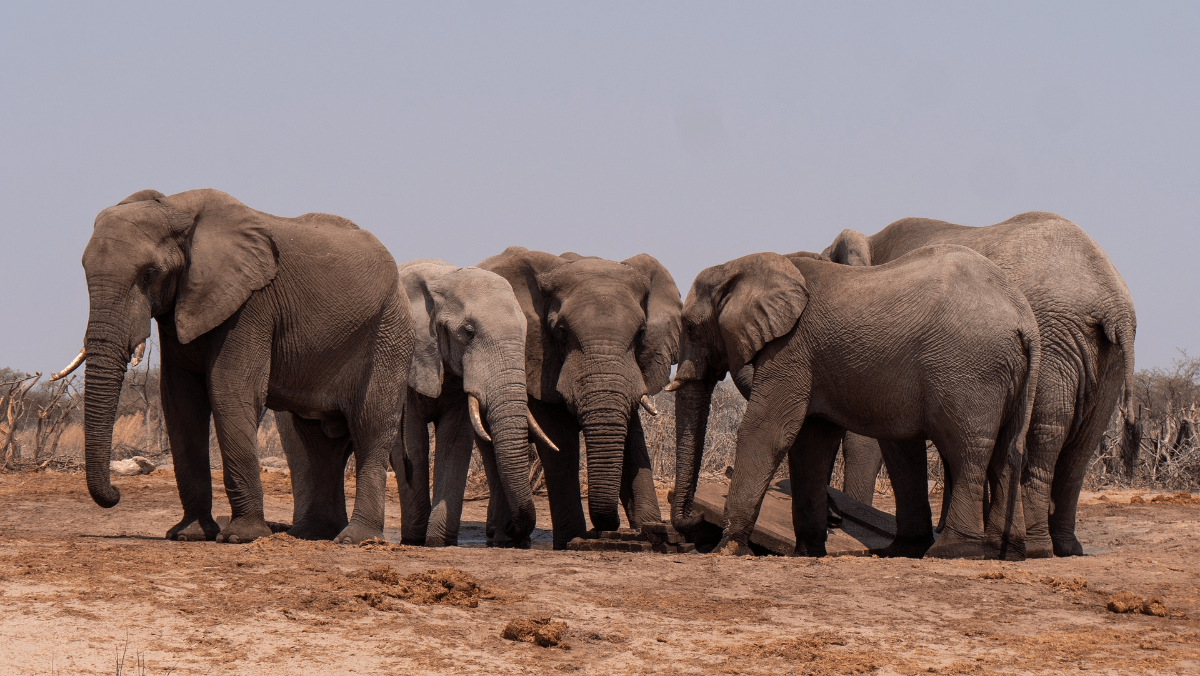 How Strong Is an Elephant? 5 Eye-Opening Facts About Their Physical ...