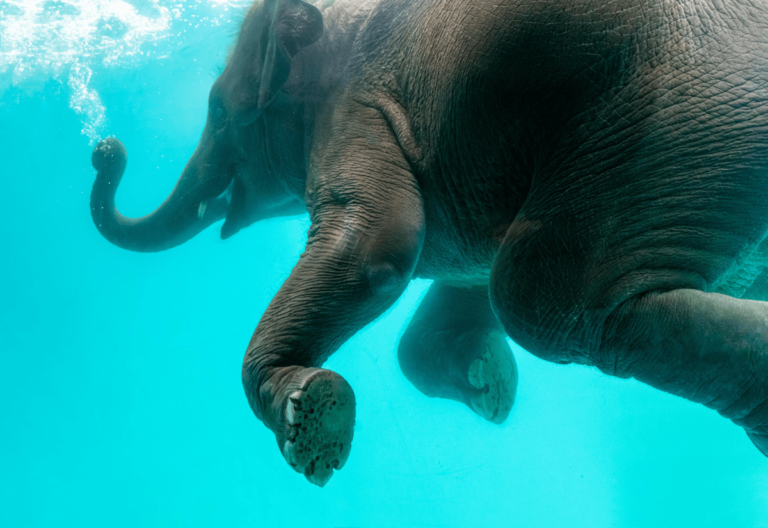 How Strong Is an Elephant? 5 Eye-Opening Facts About Their Physical ...