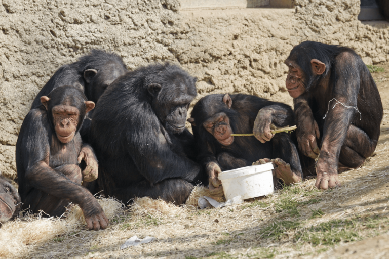 Discover the Top 11 Smartest Animals in the World - primalwildlife.com