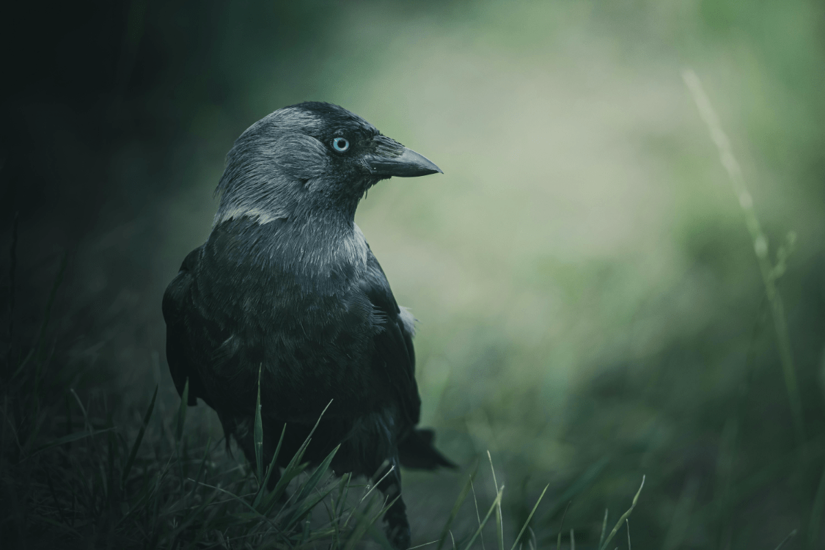 Discover the Top 11 Smartest Animals in the World - primalwildlife.com