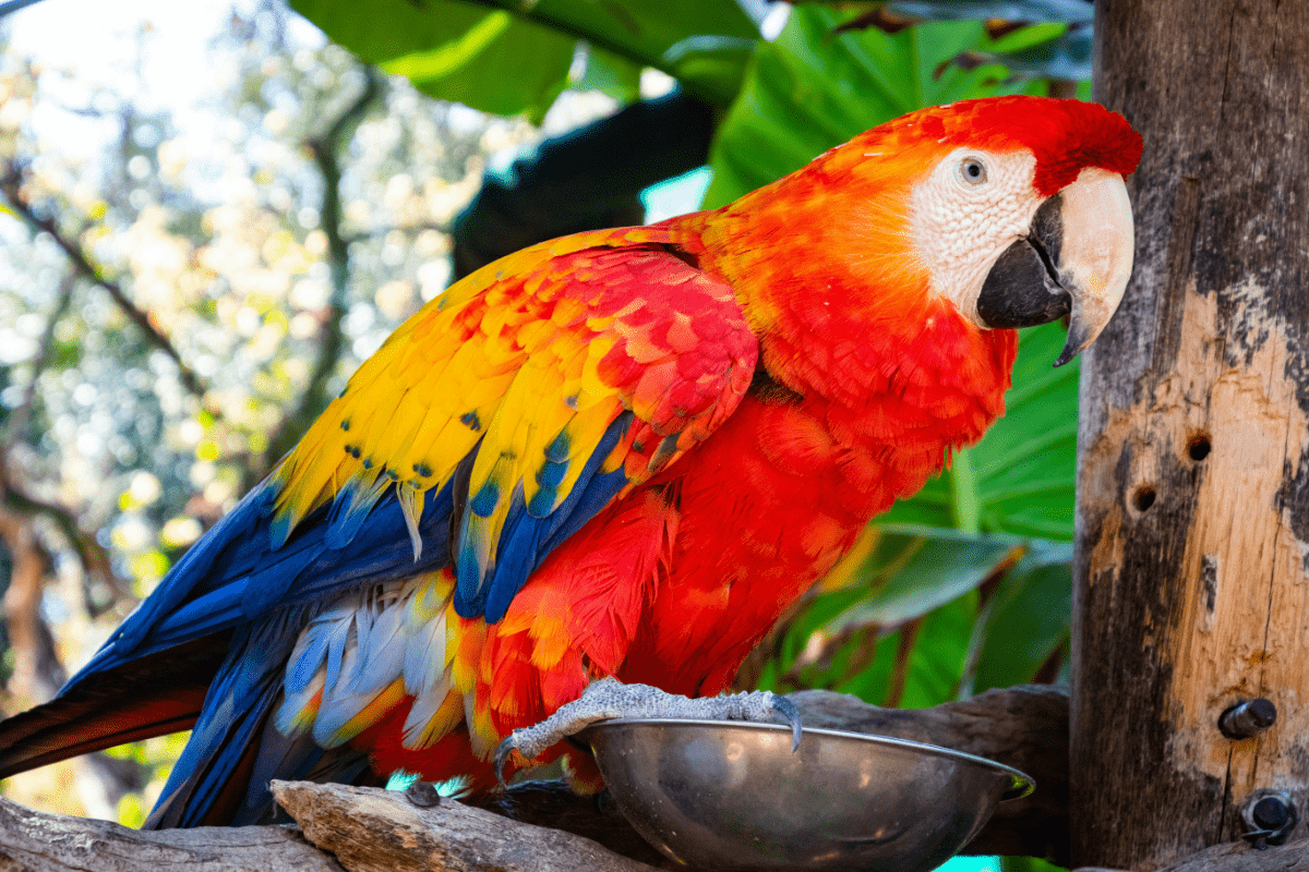 Discover the Top 11 Smartest Animals in the World - primalwildlife.com