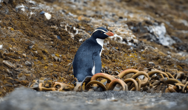 19 Fascinating Types of Penguins Around the World - primalwildlife.com