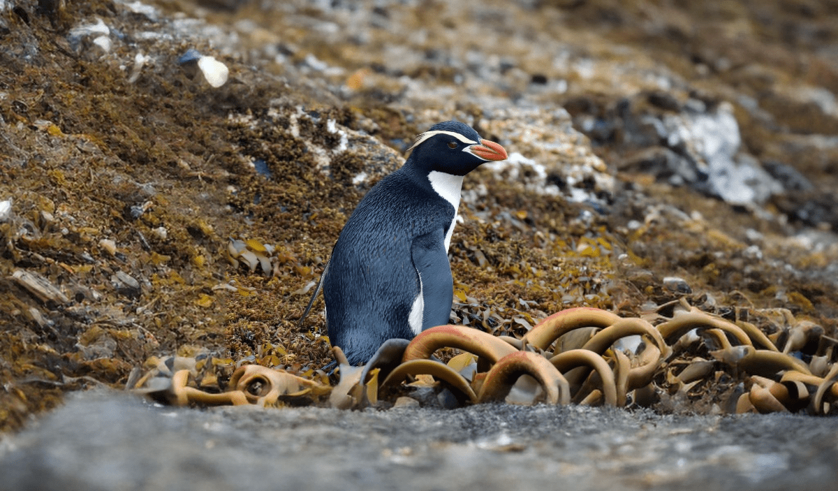 19 Fascinating Types of Penguins Around the World - primalwildlife.com