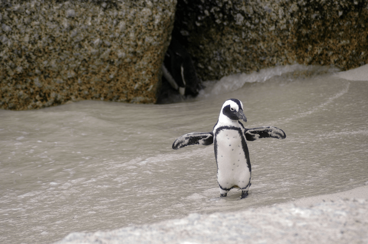 19 Fascinating Types of Penguins Around the World - primalwildlife.com