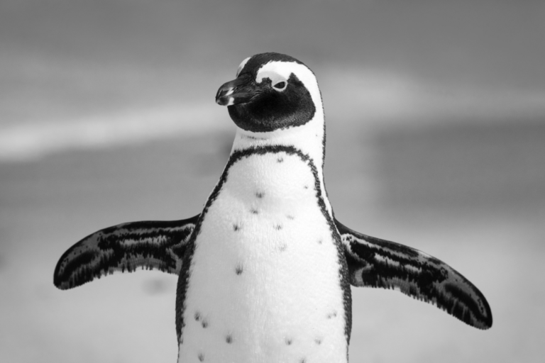 19 Fascinating Types of Penguins Around the World - primalwildlife.com