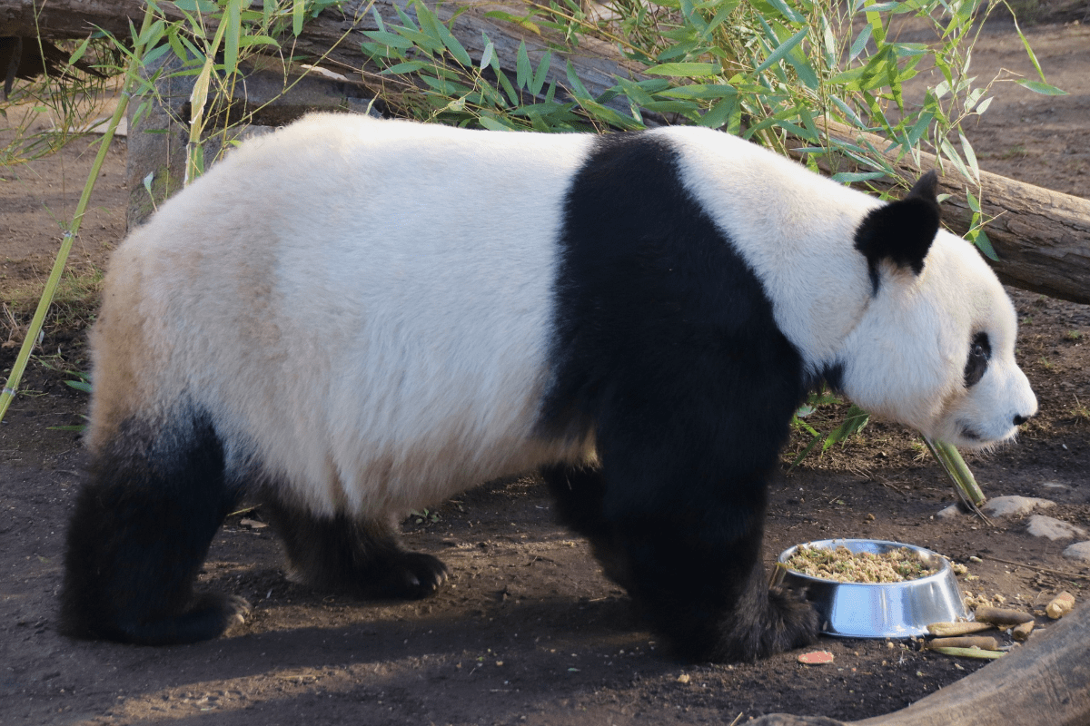 Panda Diet: What Do Pandas Eat in the Wild vs. Zoos? - primalwildlife.com