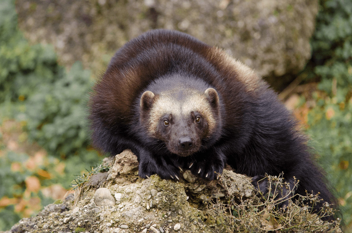 Wolverine Animal: The Fiercest Predator in the Animal Kingdom ...